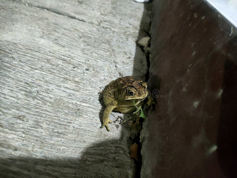 A Cute Frog Lay Down on the Floor Waiting for the Mosquito Stock Photo ...