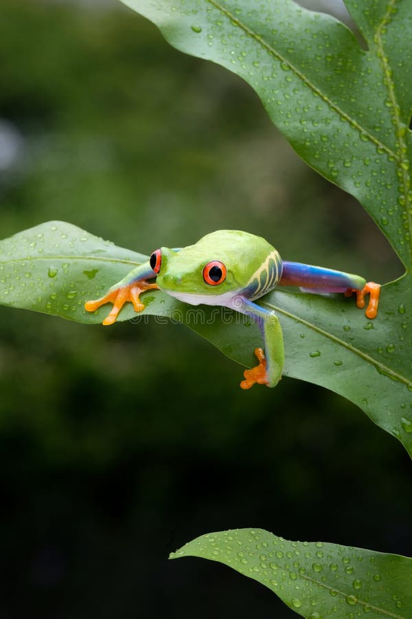 A Cute Frog is Perching on a Fresh Green Leaf Stock Photo - Image of ...