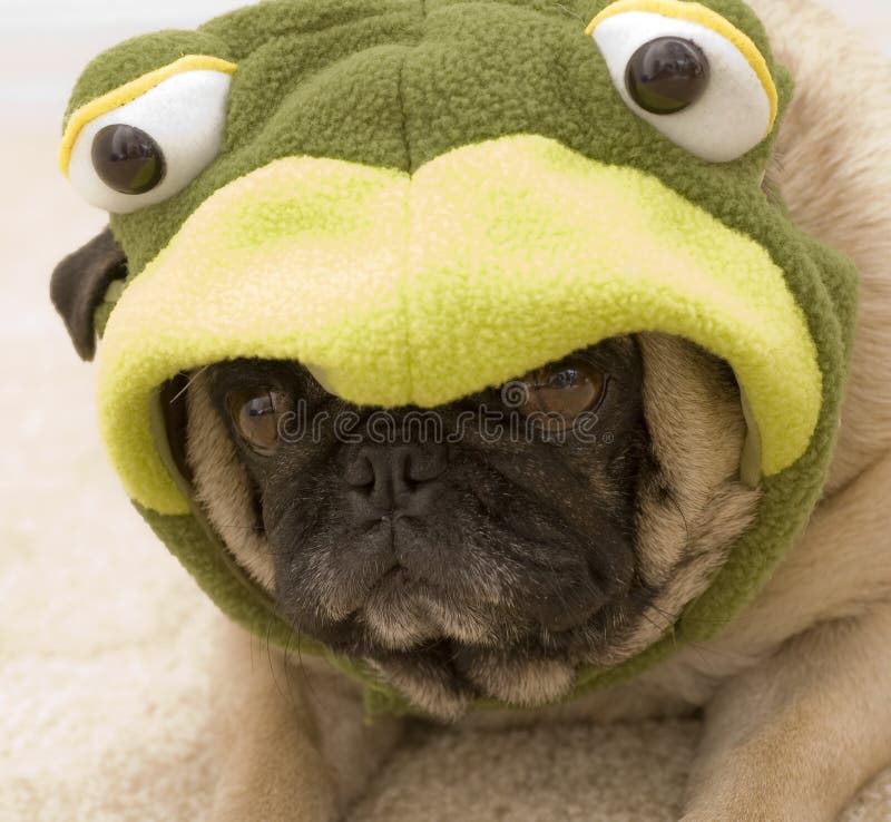 24,114 Cute Frog Stock Photos - Free & Royalty-Free Stock Photos from ...
