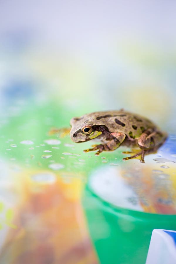 A cute frog on a rainy day stock image. Image of amphibian - 173026517