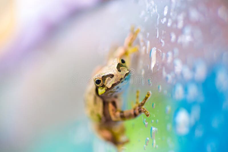 A cute frog on a rainy day stock image. Image of water - 173027015