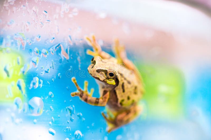A cute frog on a rainy day stock photo. Image of small - 173027382