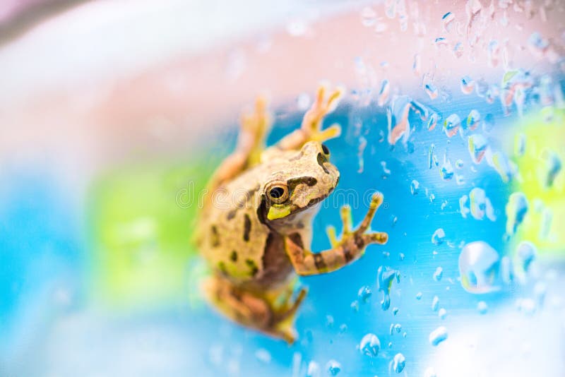 A cute frog on a rainy day stock image. Image of toad - 173027485