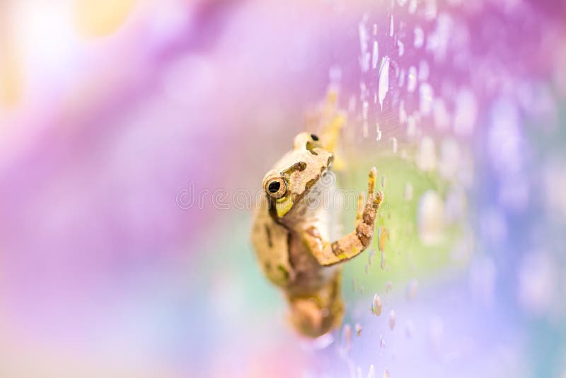 A cute frog on a rainy day stock image. Image of session - 173029829