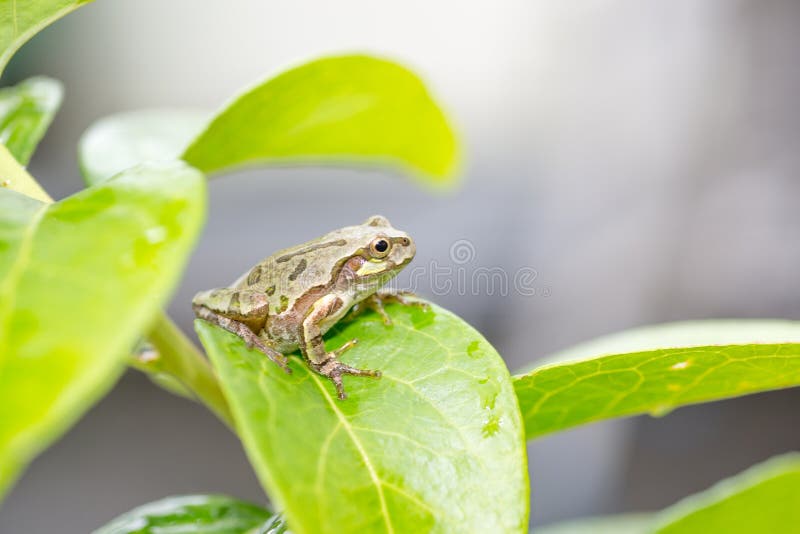 A cute frog on a rainy day stock photo. Image of tree - 173028512