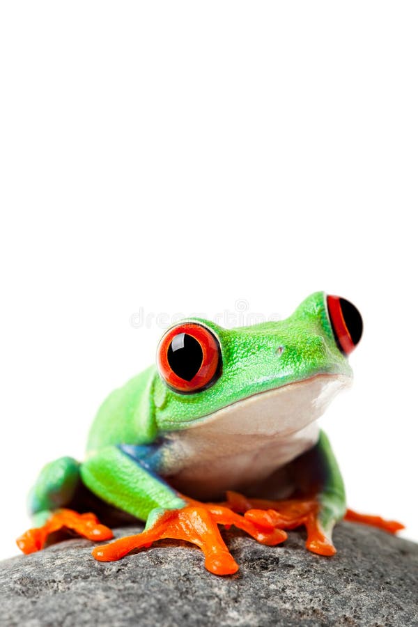Cute Frog on a Rock Isolated White Stock Image - Image of tree ...