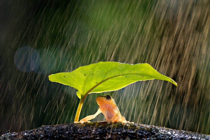 A Cute Frog is Sheltering Under a Leaf during Heavy Rain in the Forest ...