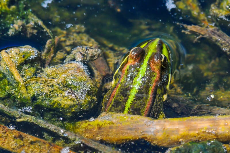 Cute Frog , Sitting in a Little Pond in the Water Stock Image - Image ...