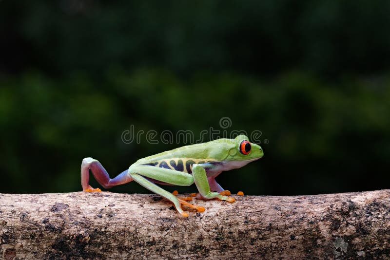 A Cute Frog is Walking on a Tree Branch Stock Photo - Image of ...