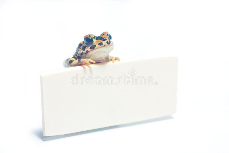Cute frogwith card stock image. Image of animal, point - 26870445
