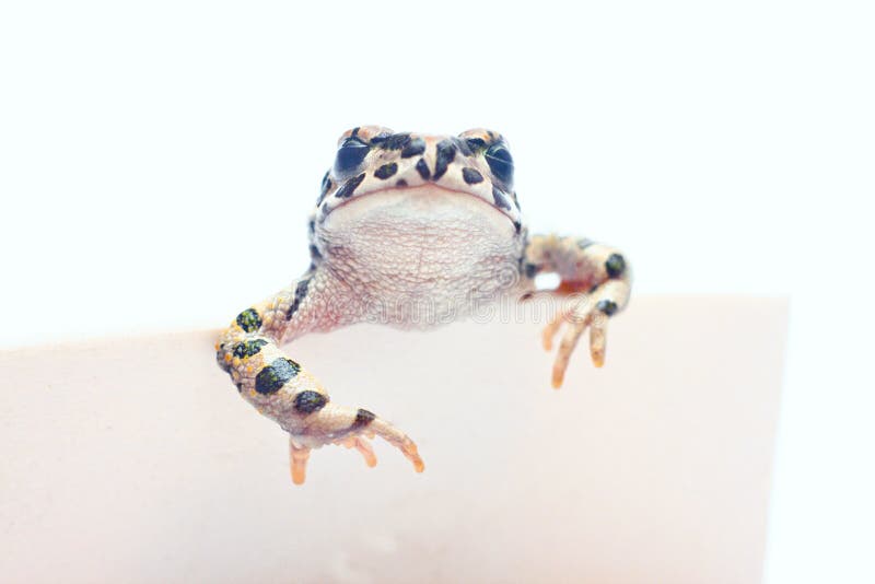 Cute frogwith card stock photo. Image of card, concept - 26912718