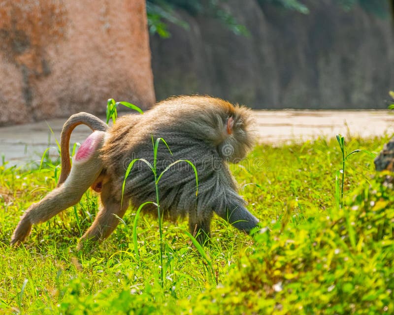 Cute Funny Baboon Running in the Lush Green Ground Stock Photo - Image ...