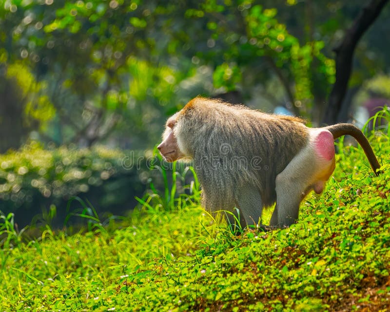 Cute Funny Baboon Running in the Lush Green Ground Stock Image - Image ...