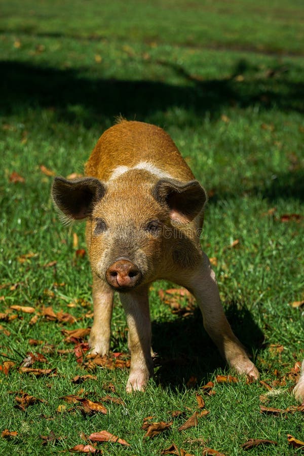 Little pig stock image. Image of portrait, agriculture - 274932315