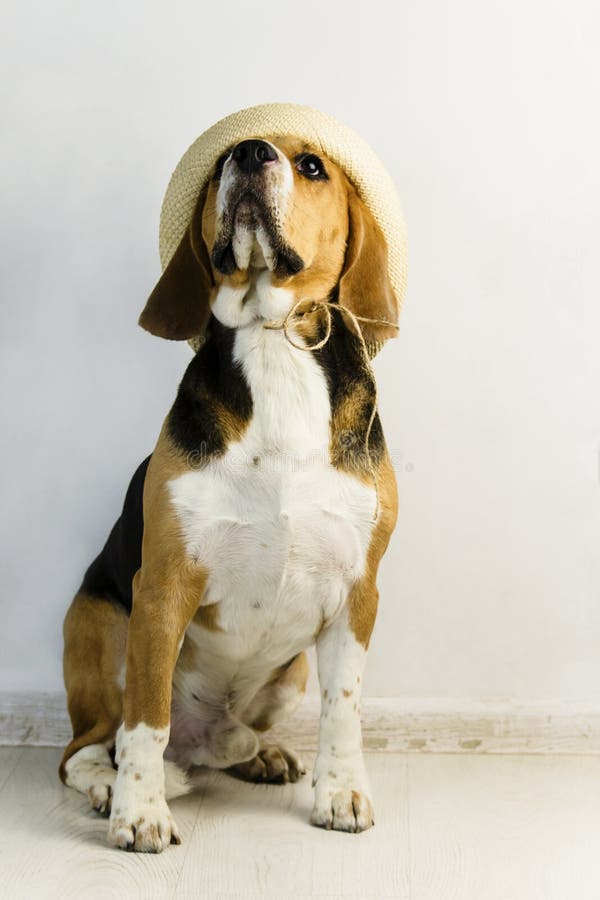 Cute and Funny Beagle Dog in Hat Stock Photo - Image of beagle, cute ...
