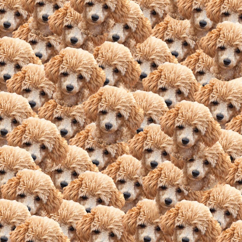 Cute Funny Brown Poodle Dog Head Pattern. Stock Photo - Image of print ...