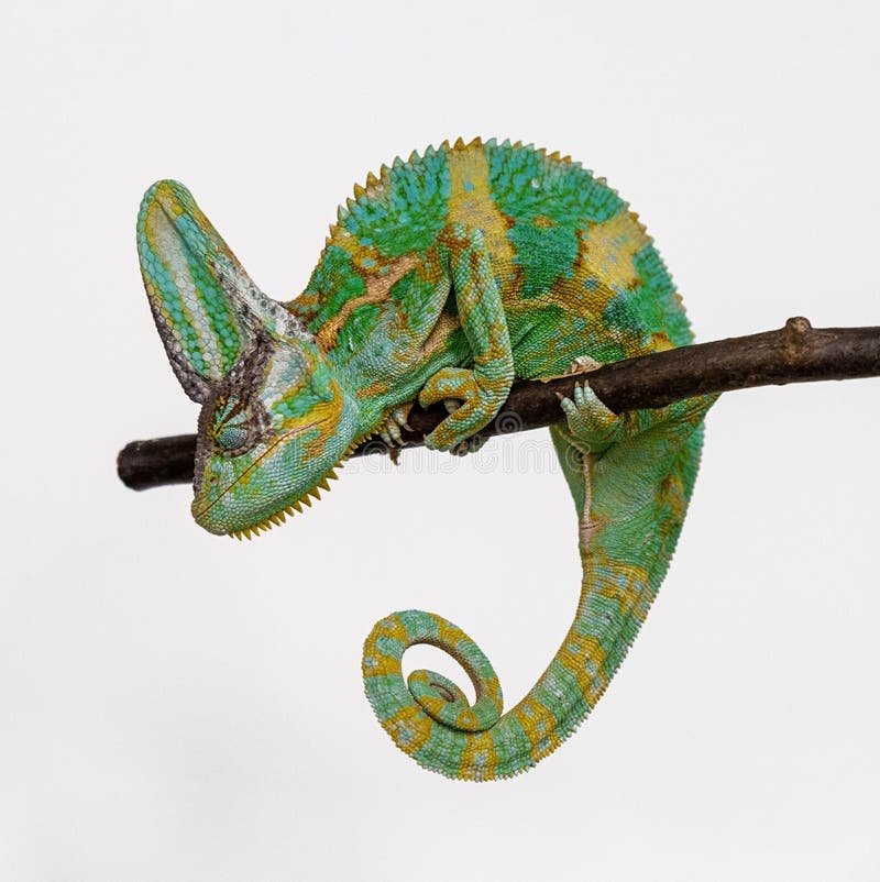 Cute Funny Chameleon - Chamaeleo Calyptratus Stock Photo - Image of ...