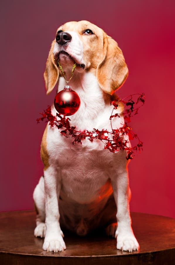 Cute funny christmas dog. stock photo. Image of pedigree - 34939638