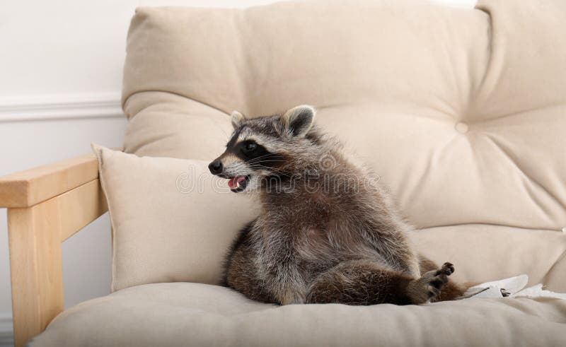 Cute Funny Common Raccoon on Sofa Indoors Stock Photo - Image of ...