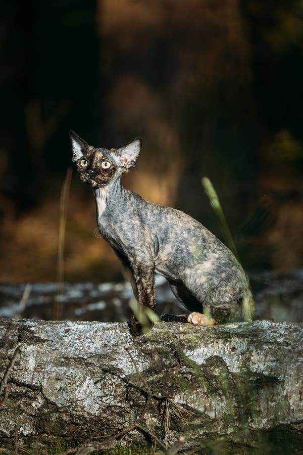 Cute Funny Curious Gray Devon Rex Cat Sitting on Fallen Tree Trunk in ...