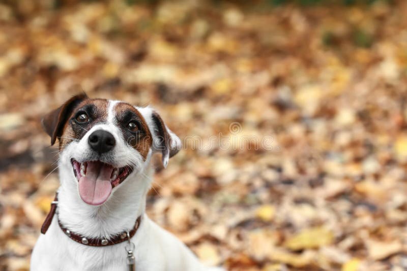 Cute Funny Dog in Autumn Park Stock Image - Image of beautiful ...