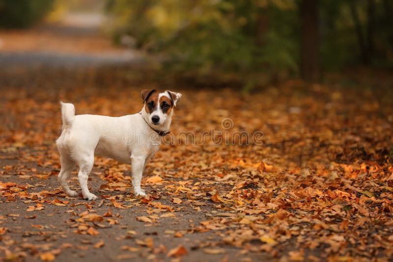 Cute Funny Dog in Autumn Park Stock Photo - Image of canine, jack ...