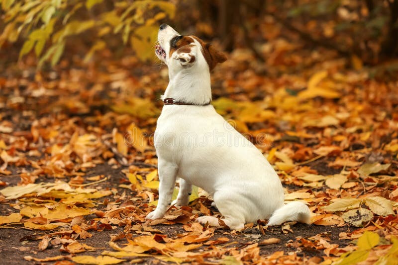 Cute Funny Dog in Autumn Park Stock Photo - Image of leaves, colorful ...