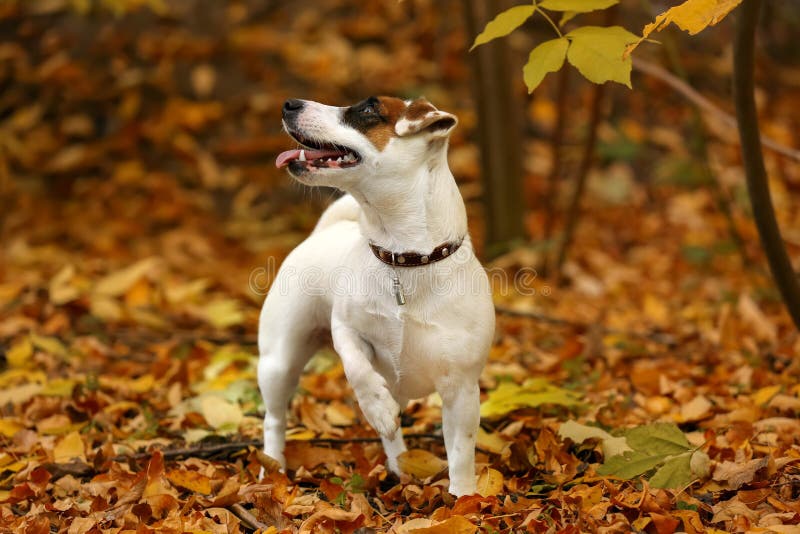 Cute Funny Dog in Autumn Park Stock Image - Image of colorful, nature ...