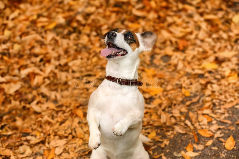 Cute Funny Dog in Autumn Park Stock Photo - Image of companion, nature ...