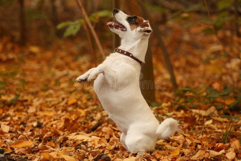 Cute Funny Dog in Autumn Park Stock Image - Image of forest, active ...