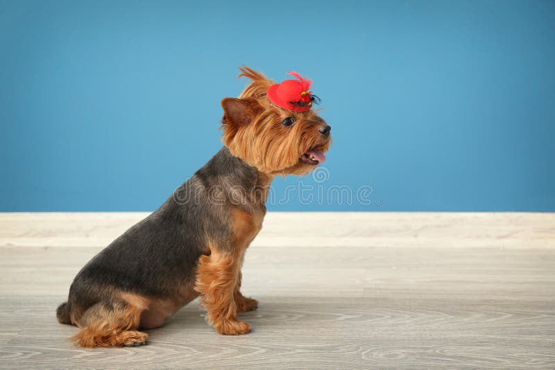 Cute funny dog at home stock photo. Image of cute, lovely - 151114034