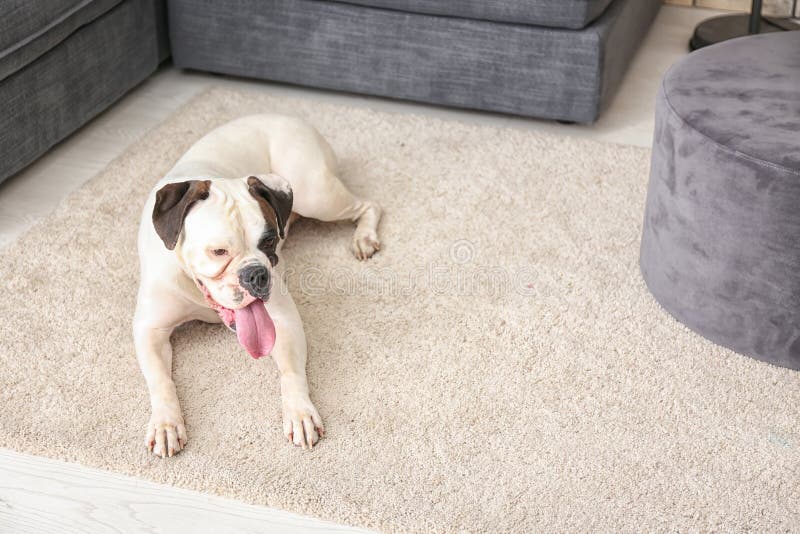 Cute funny dog at home stock photo. Image of home, mammal - 151114208