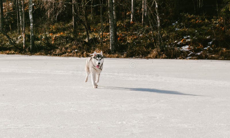 Cute Funny Dog Husky Running in Winter Stock Photo - Image of wolf ...