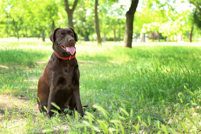 Cute Funny Dog in Park on Spring Day Stock Photo - Image of brown, lawn ...