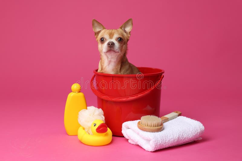 Cute Funny Dog in Plastic Bucket with Different Accessories for Bathing ...