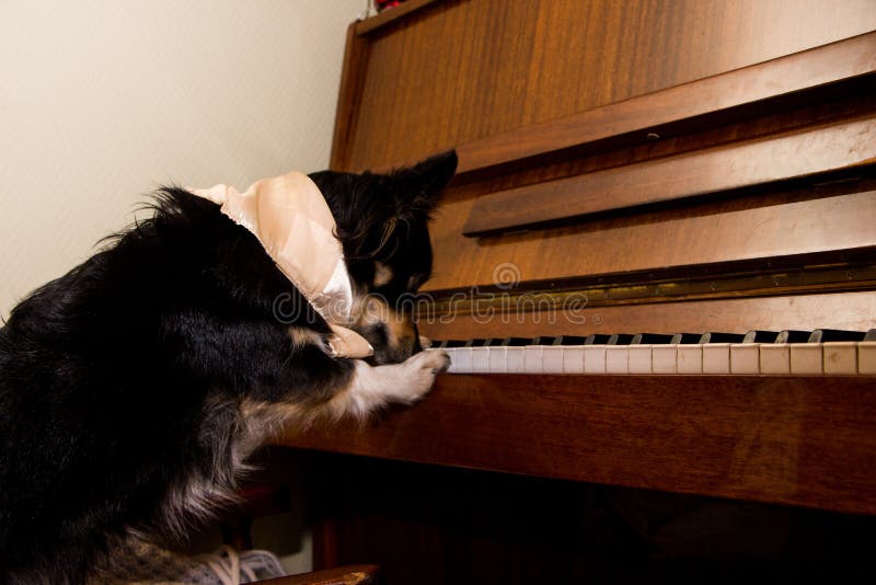 Dog Playing Musical Instrument Stock Photos - Download 206 Royalty Free ...