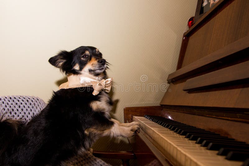 Dog Playing Musical Instrument Stock Photos - Download 206 Royalty Free ...