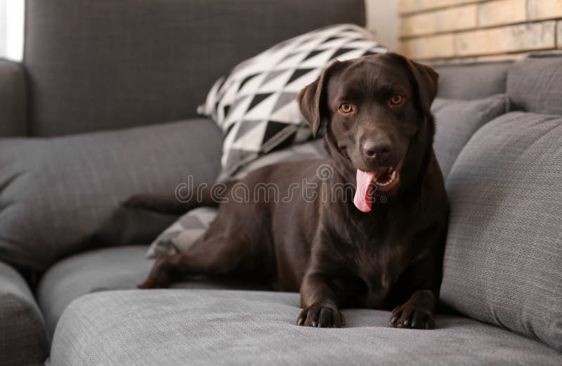 Cute Funny Dog on Sofa at Home Stock Photo - Image of lying, adorable ...