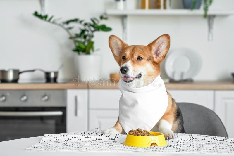 Cute Funny Dog at Table in Kitchen Stock Image - Image of diet ...