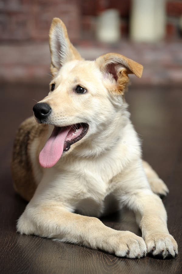 Cute Funny Light Beige Puppy Pooch Stock Photo - Image of domestic ...