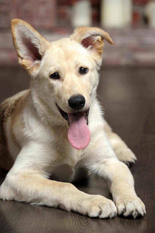 Cute Funny Light Beige Puppy Pooch Stock Photo - Image of adorable ...