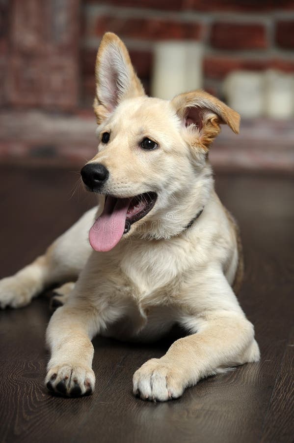 Cute Funny Light Beige Puppy Pooch Stock Photo - Image of adorable ...