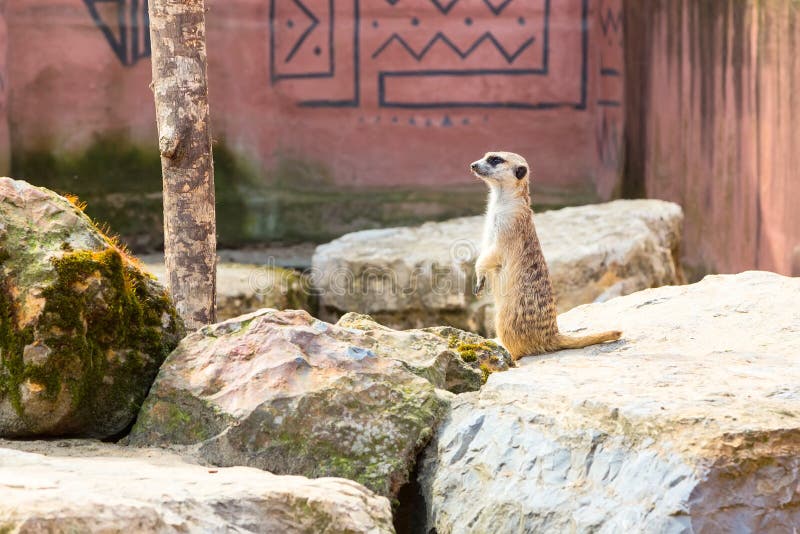 Cute Funny Meerkat Standing on Two Paws Stock Image - Image of nature ...