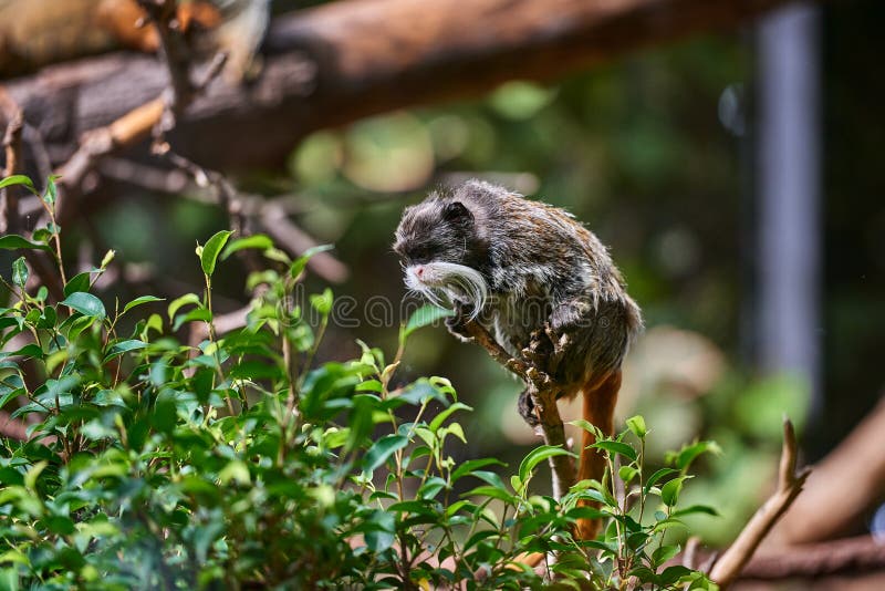 Cute Funny Monkey. Emperor Tamarin Monkey with Big Mustache Stock Image ...