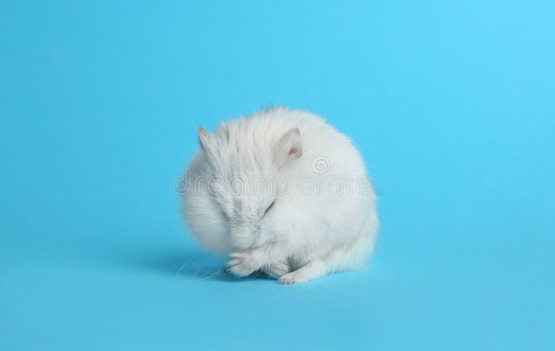 Cute Funny Pearl Hamster on Light Blue Background Stock Image - Image ...