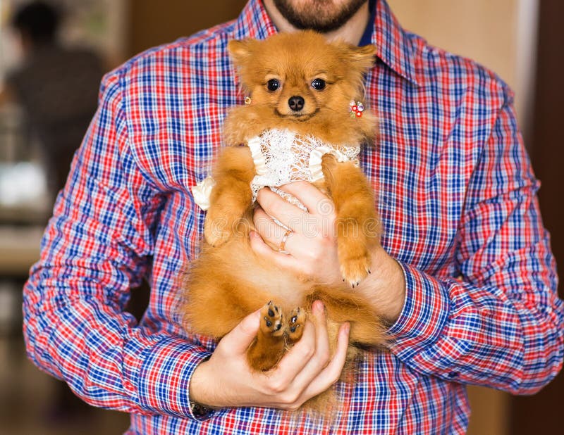 Funny Pomeranian Stock Photos - Download 7,818 Royalty Free Photos