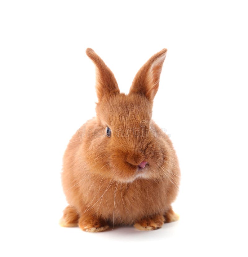 Cute Funny Rabbit on Background Stock Image - Image of decorative ...