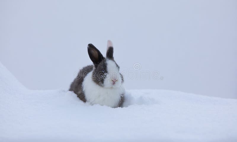 Cute funny rabbit in snow stock image. Image of hare - 350390761