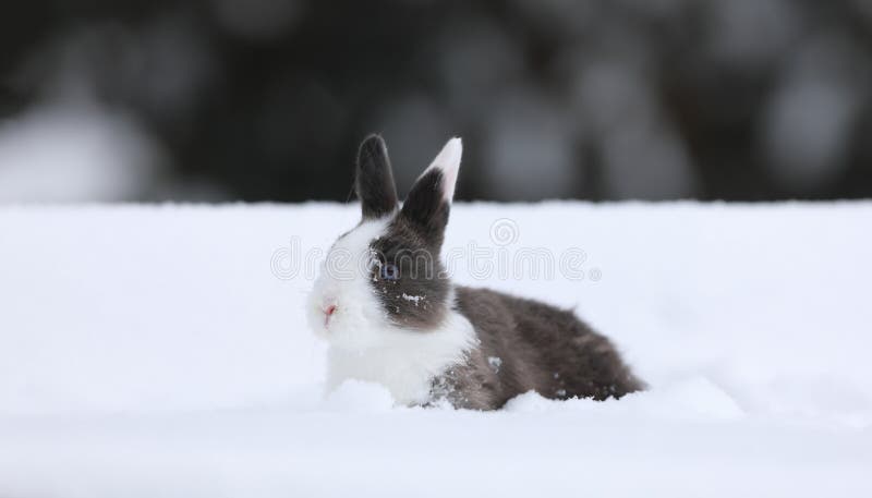 Cute funny rabbit in snow stock photo. Image of sitting - 350390900