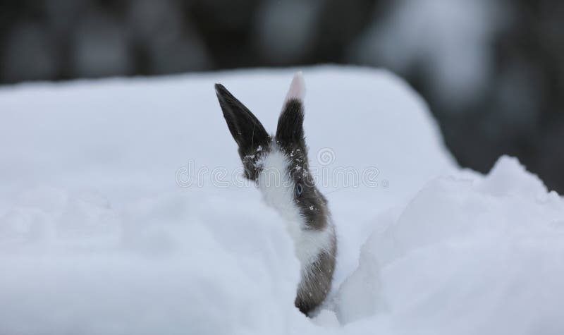 Cute funny rabbit in snow stock image. Image of cute - 350392273